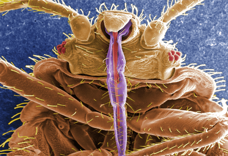 Pests In Music: From Lyrics To Real-Life Infestations | Pest Control'd
